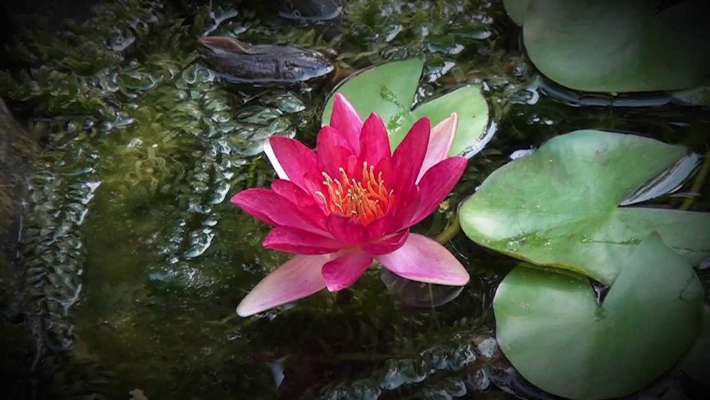 Che meraviglia ! - Appunti di Pace